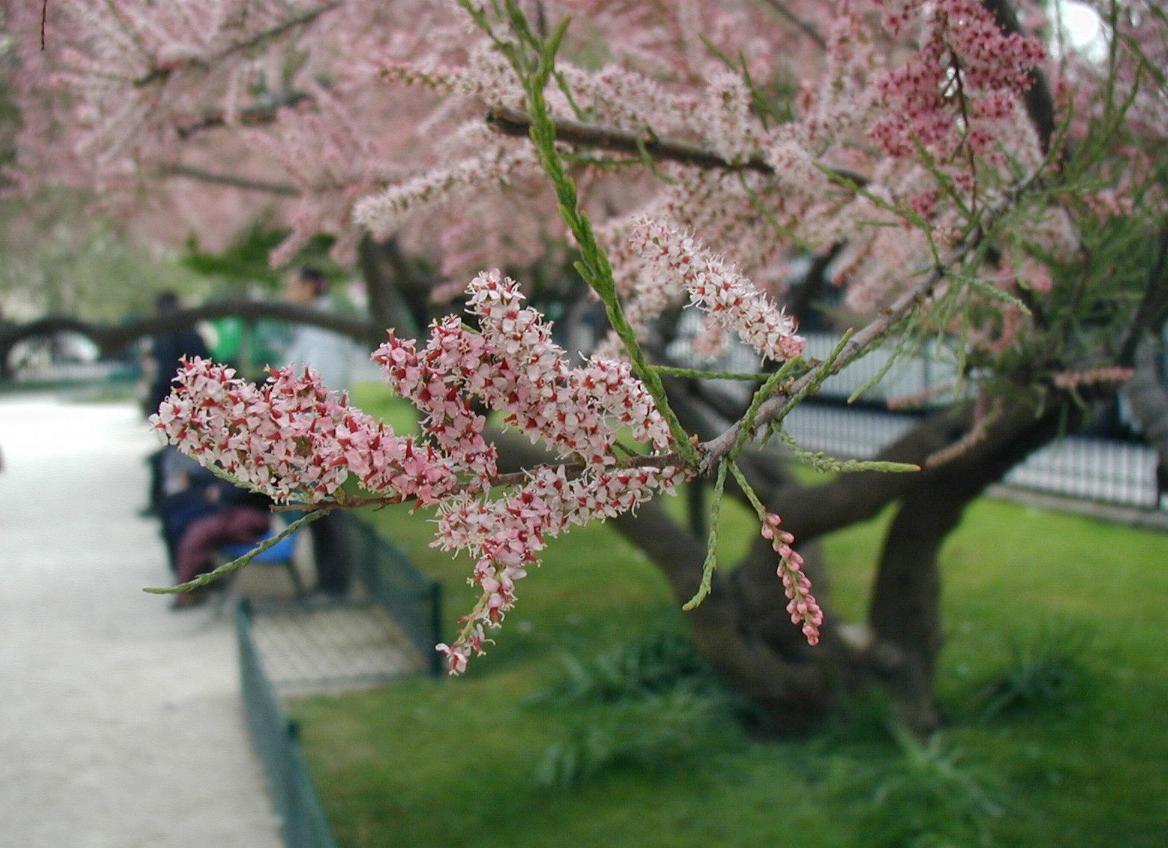El tamarix o Tamarisco - Nuevos Jardines | Jardinería | Lugo | A Coruña ...