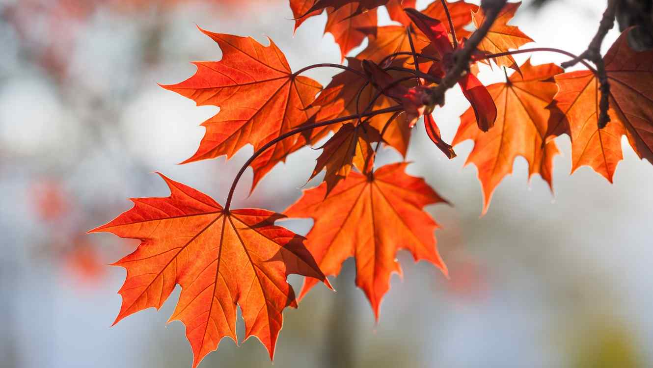 La Familia de los Arces - Nuevos Jardines | Jardinería | Lugo | A ...