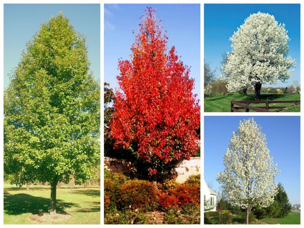 Peral de Flor, Pyrus Calleryana - Nuevos Jardines | Jardinería | Lugo ...