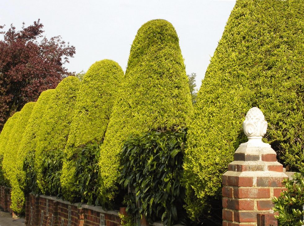 Cómo mantener y cuidar los setos en el jardín - Nuevos Jardines ...