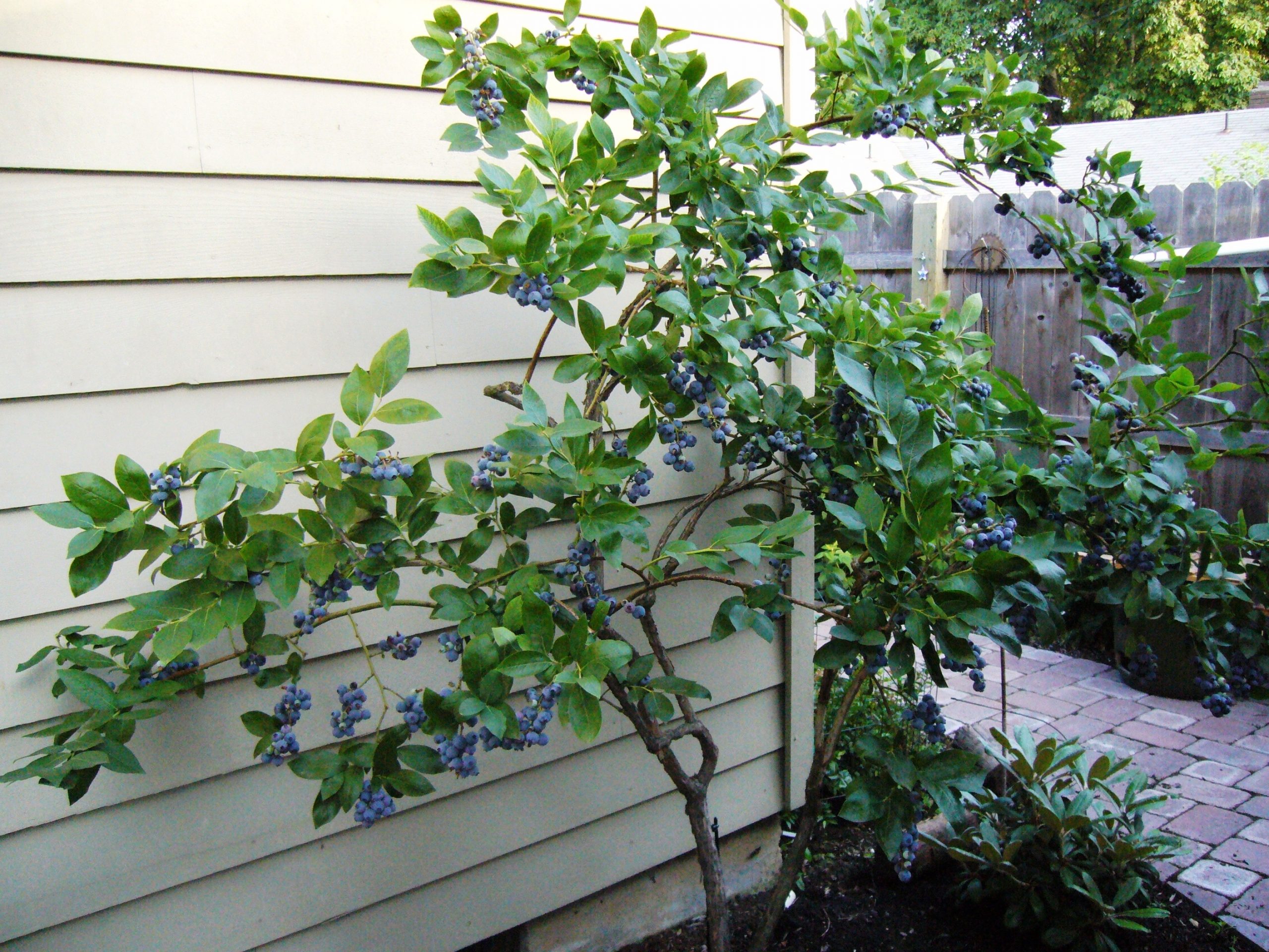 Cultivar frutos del bosque en el jardín - Nuevos Jardines | Jardinería ...
