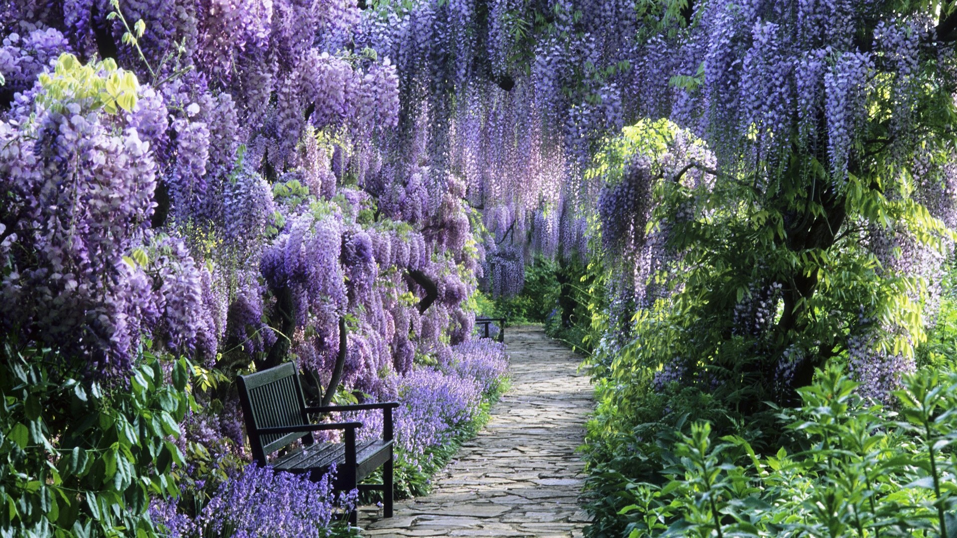 Comprar Glicinia en Lugo - Nuevos Jardines | Jardinería | Lugo | A ...