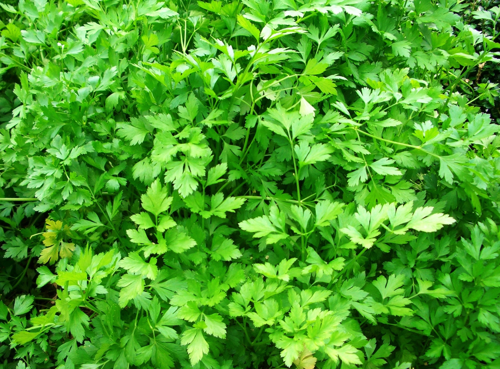 Consejos sobre el perejil común - Nuevos Jardines | Jardinería | Lugo ...