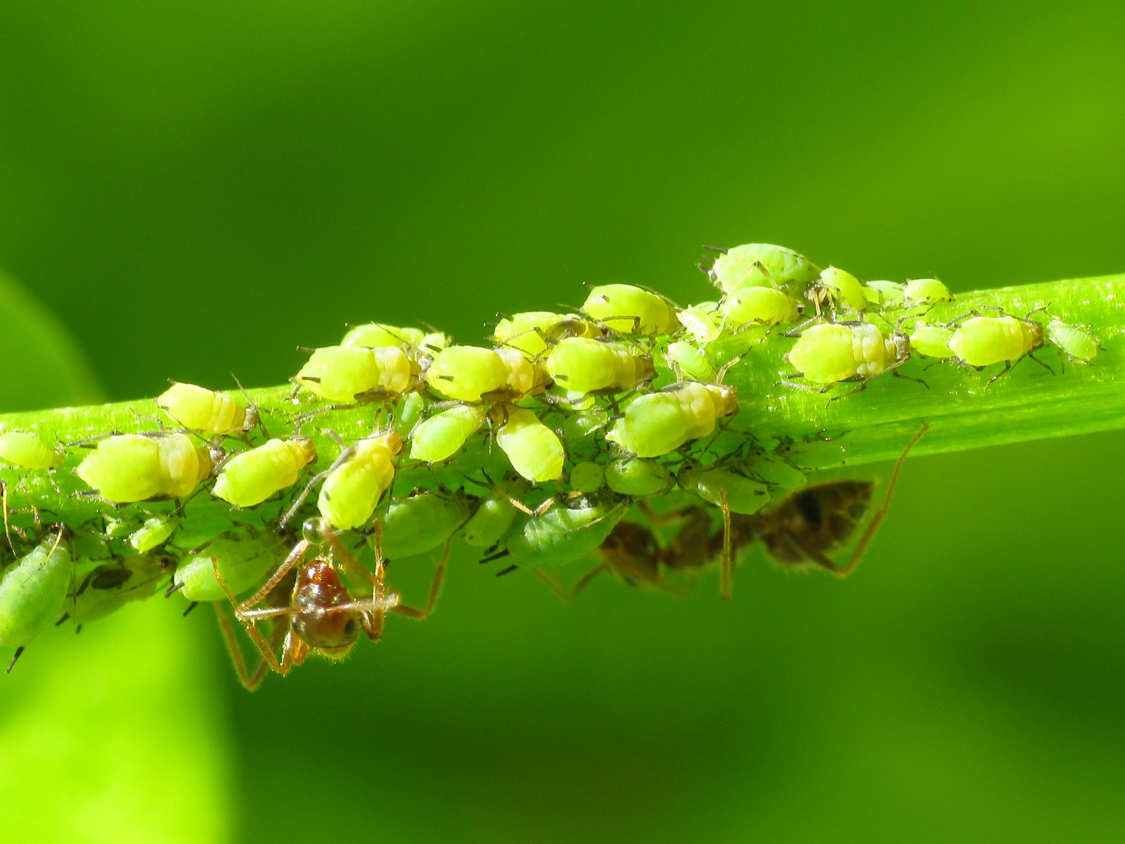 Como tratar el pulgón - Nuevos Jardines | Jardinería | Lugo | A Coruña ...