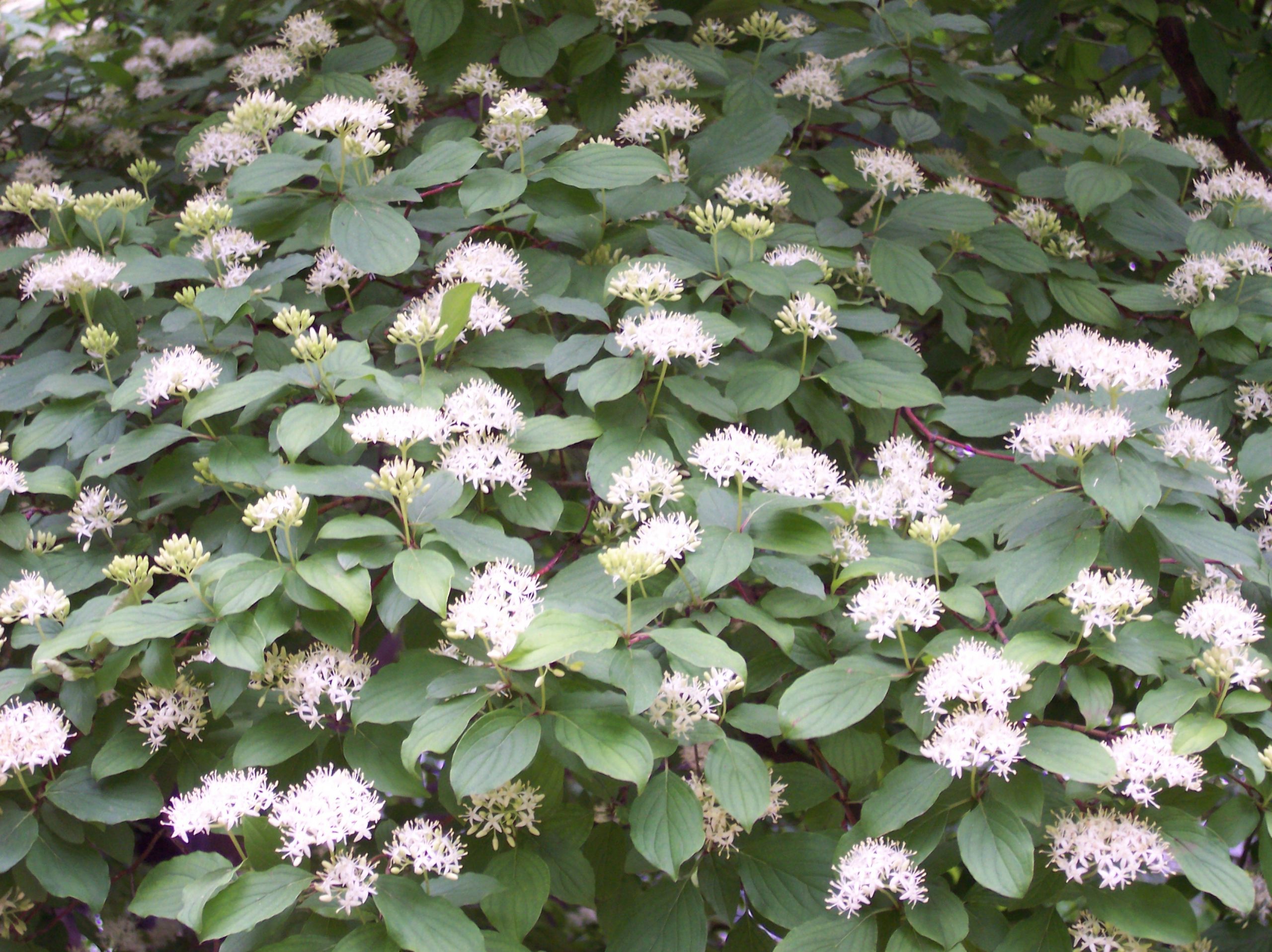 Variedades De árboles De Cornejo En Flor CORNUS FLORIDA