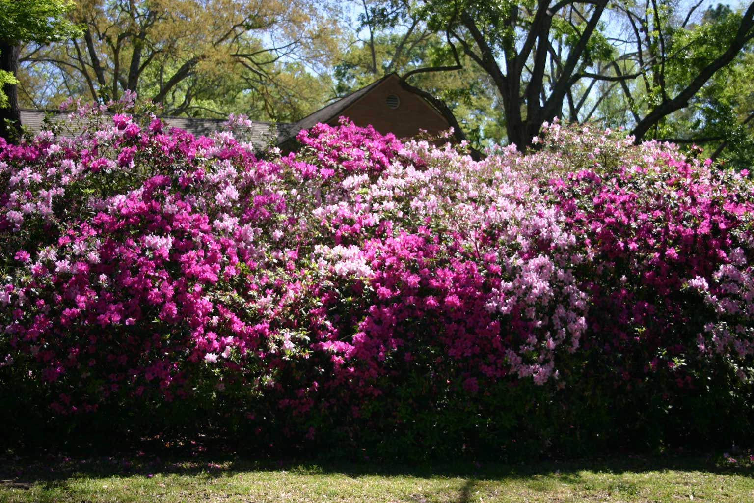 Curiosidades de la azalea - Nuevos Jardines | Jardinería | Lugo | A ...